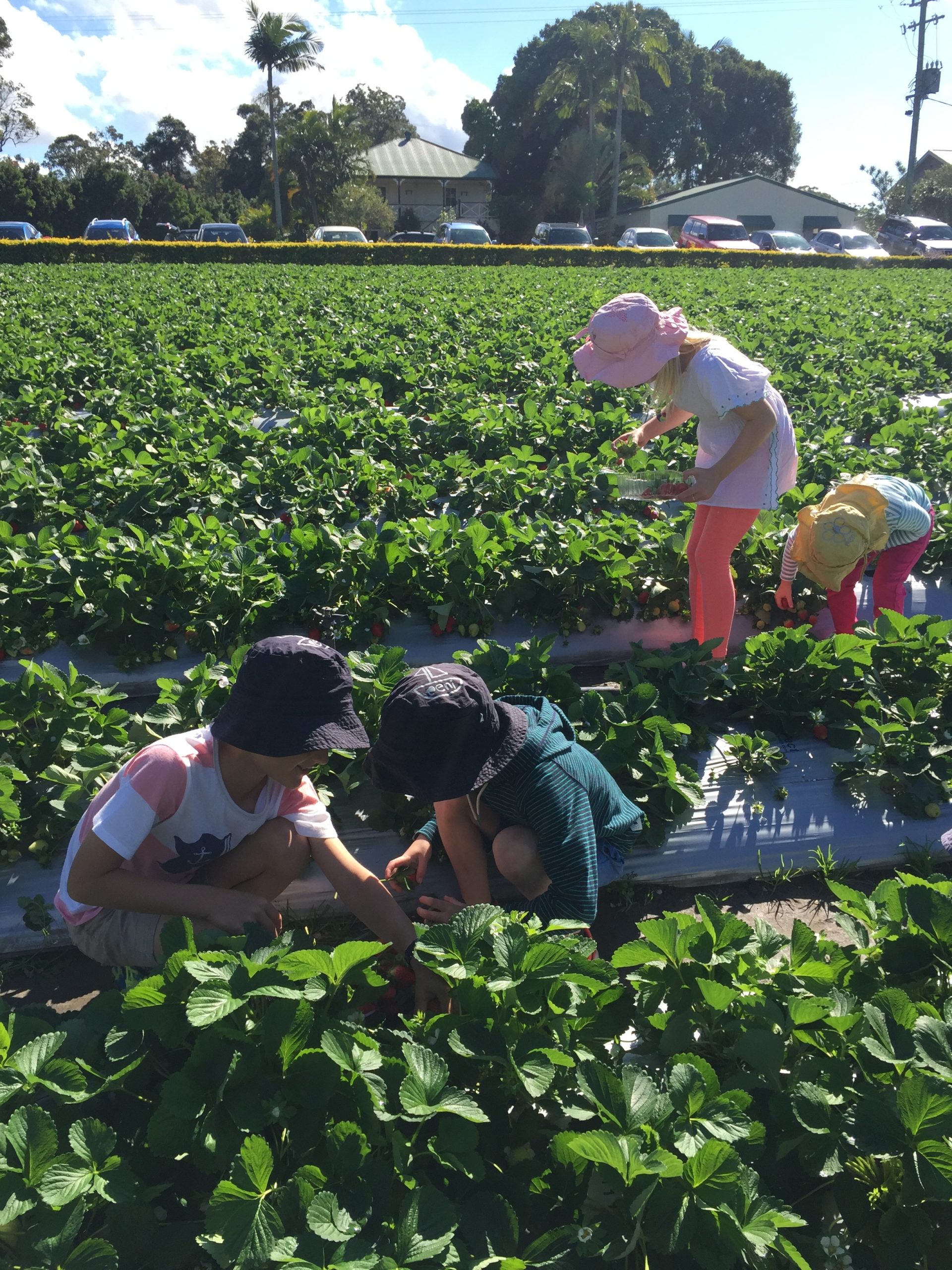 Why Strawberry Picking Is A Great Activity For Kids - School Mum